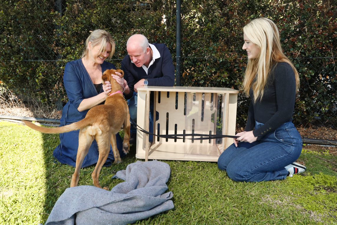 The Sanctuary at Happy Paws Happy Hearts – The Paws Room